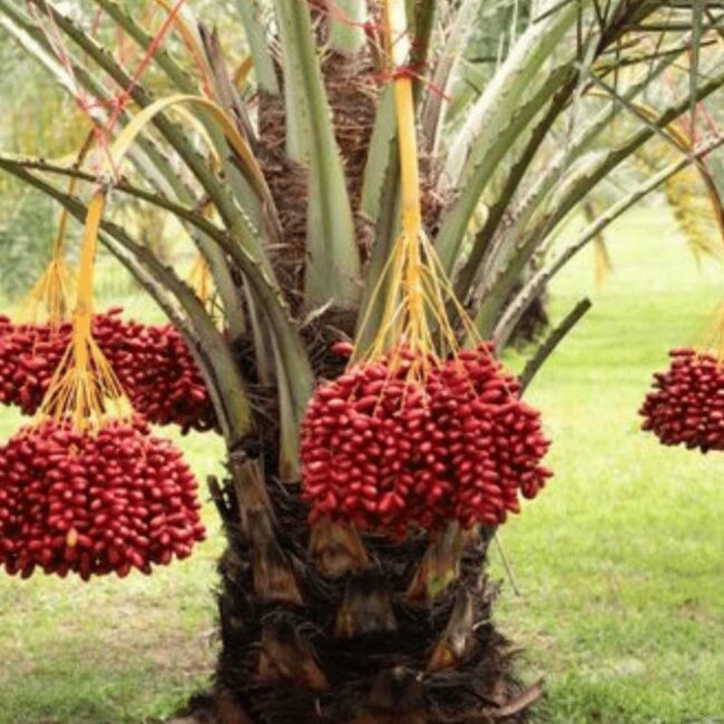 Buy Sagai Dates Online - Khajoor - Thottam Farm Fresh